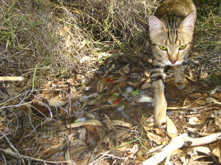 How many feral cats in Australia - PestSmart