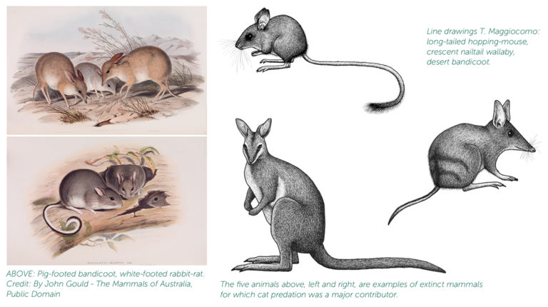 Impact of feral cats in Australia - PestSmart