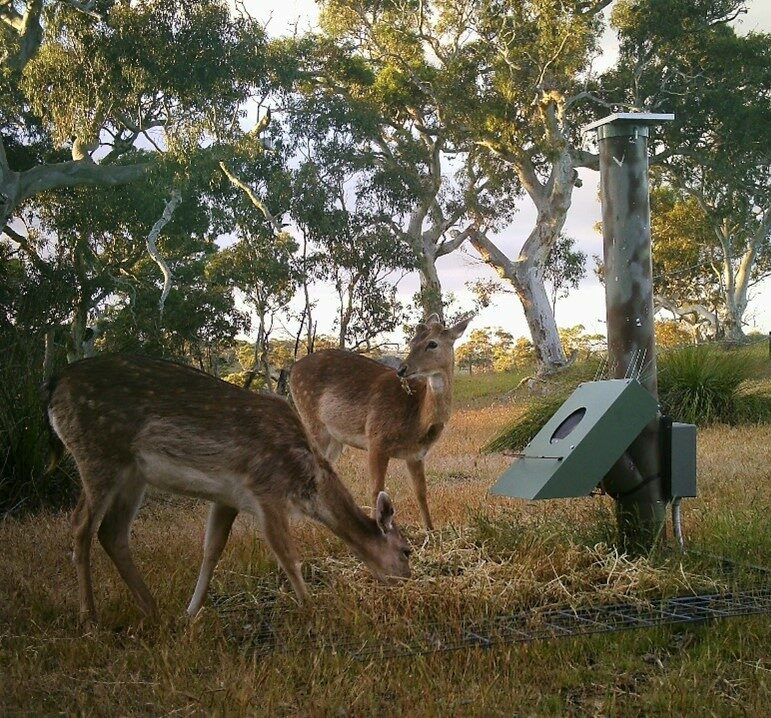 Final design of Deer Aggregator has researchers excited - PestSmart
