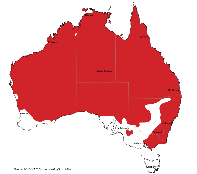 Wild dog biology, behaviour and ecology - PestSmart