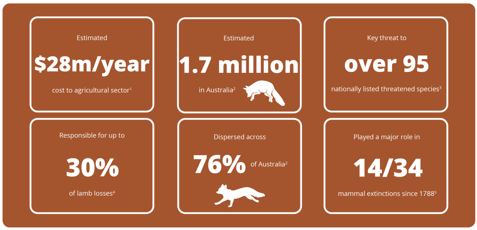 European foxes - PestSmart