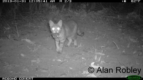 The use of baiting for feral cat control - PestSmart