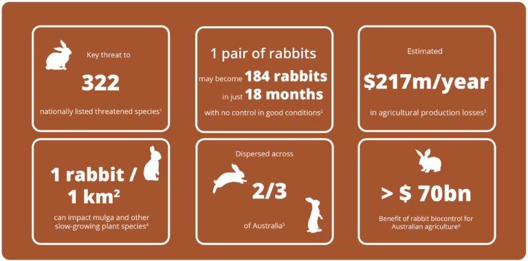 European rabbits - PestSmart