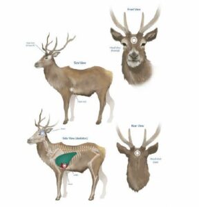 NATSOP-DEER001 National Standard Operating Procedure: Aerial shooting ...