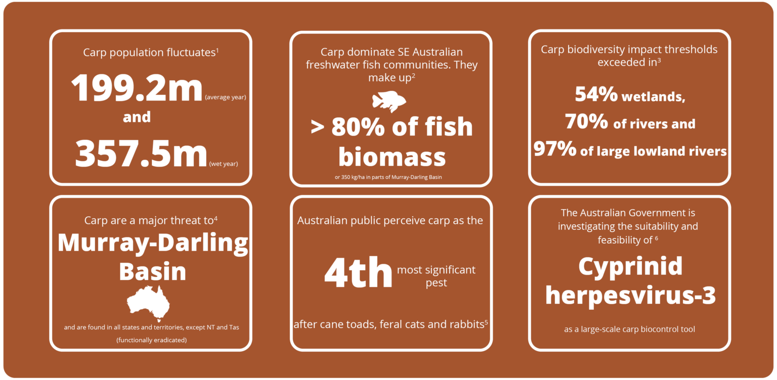 European carp - PestSmart
