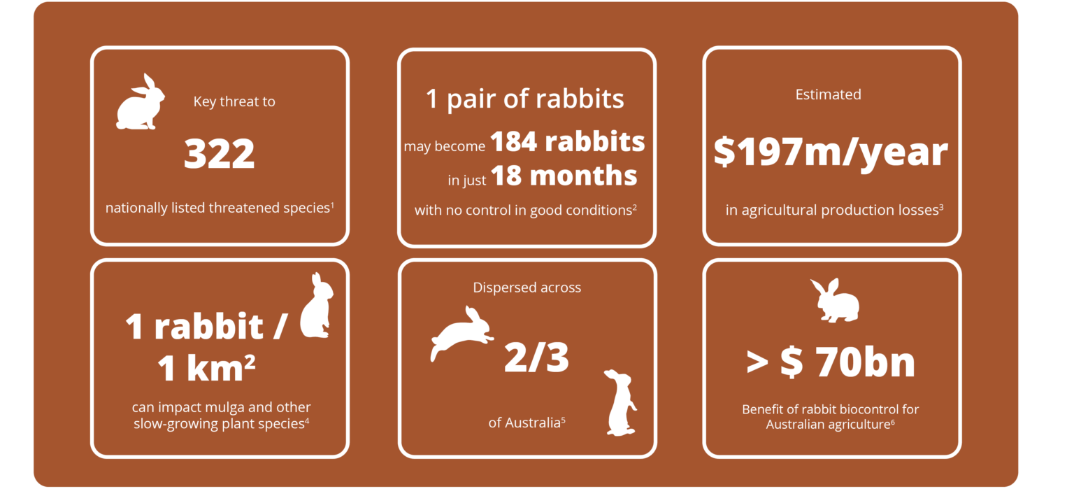 European rabbits - PestSmart