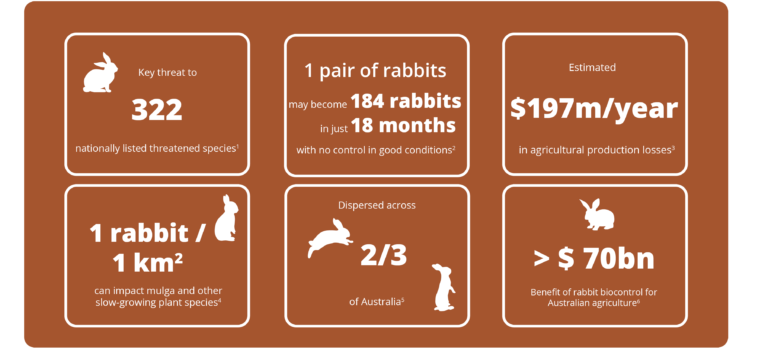 European rabbits - PestSmart